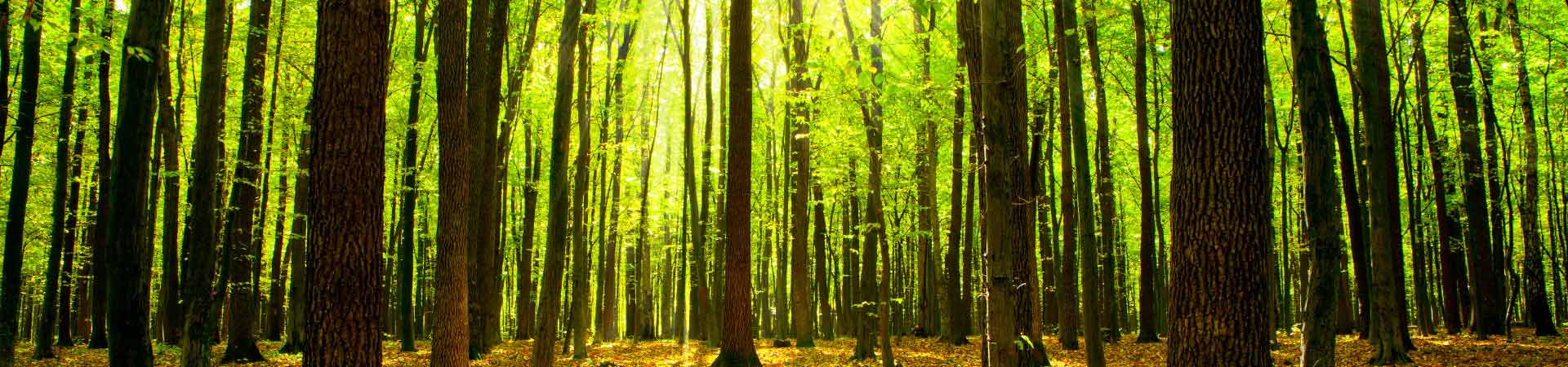 Ecosparkle-Green-Clean-Tree-Planting-Campaign-Slider – Ecosparkle ...